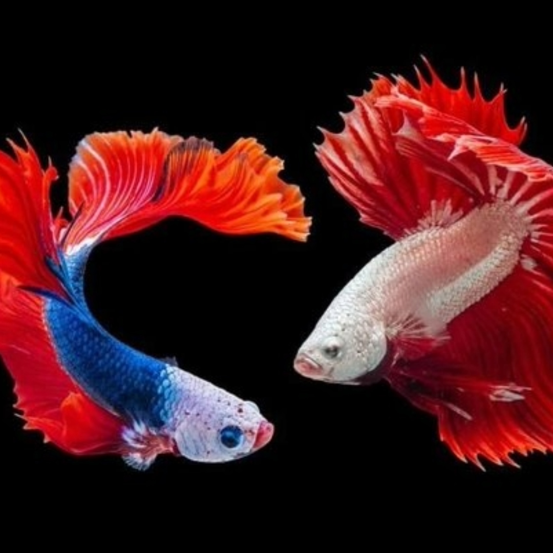 2 Peces Betta + Pecera Aqua Culture 1.3 Galones Aqua Falls | Oferta24